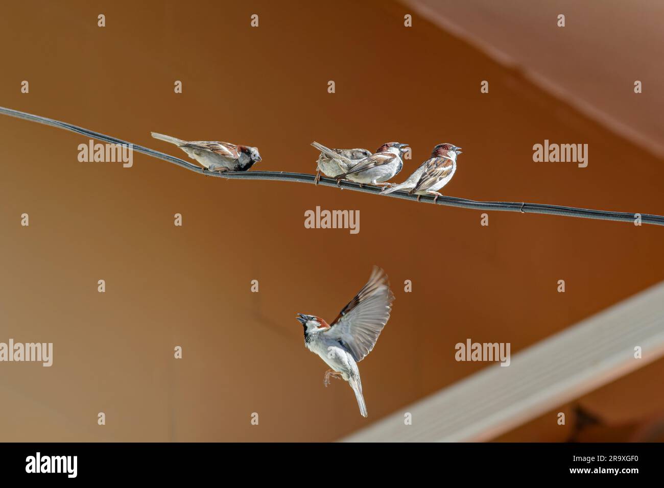Funny little sparrows hi-res stock photography and images - Alamy