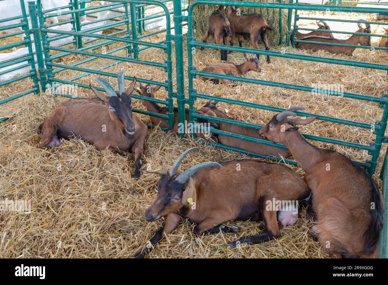 Brown Goats Laying Down at Animal Farm Stock Photo - Alamy