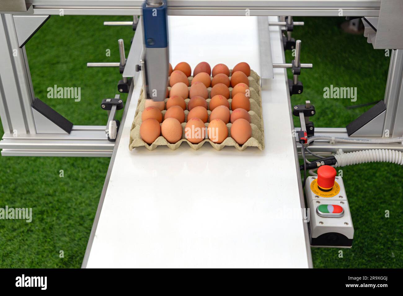 Coding Date Fresh Eggs Carton Conveyor Belt Chicken Farm Stock Photo - Alamy