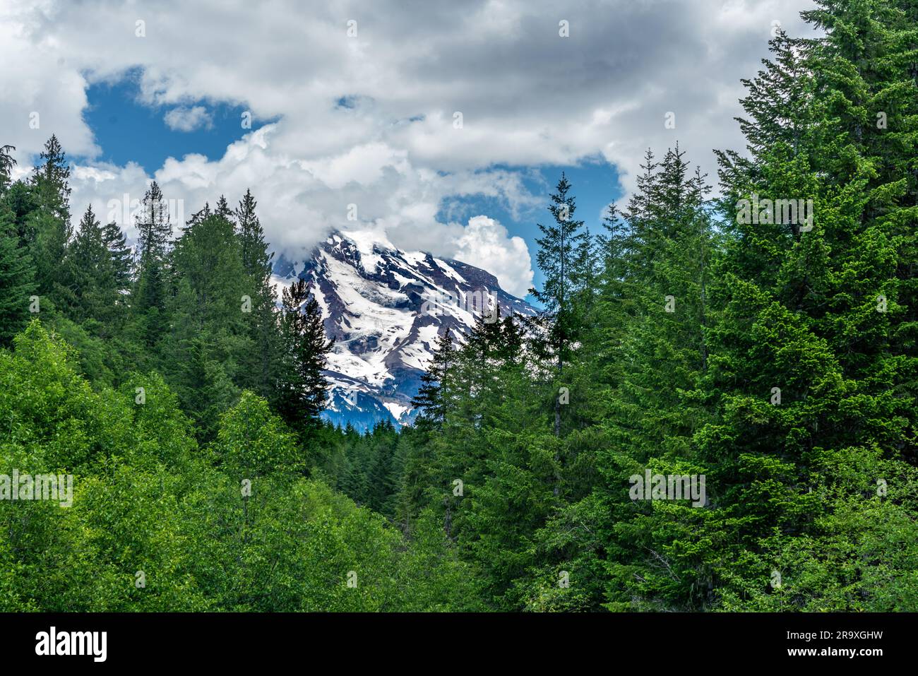 Mount Rainier in Washington State rises up behind evergreen trees Stock ...