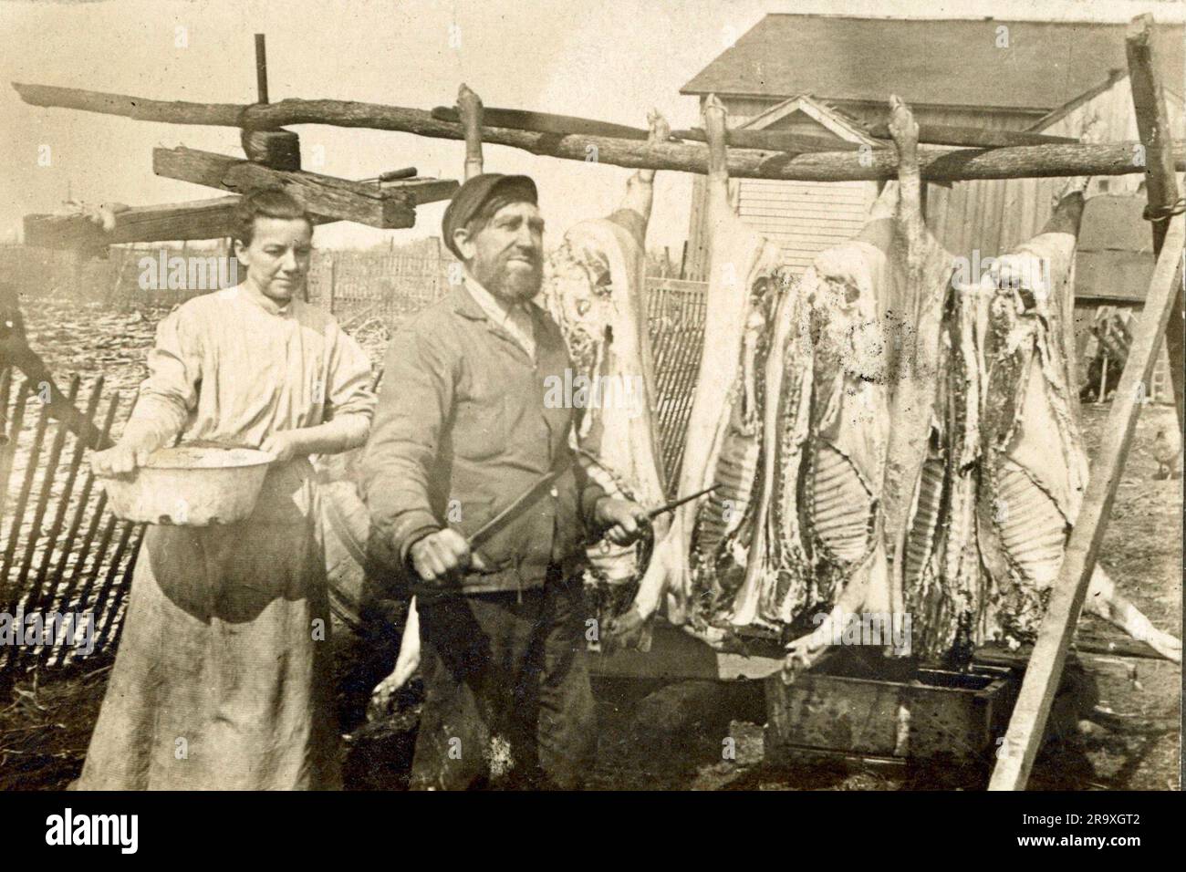 Pig Butchering about 1900, Old Fashioned Hog Slaughtering, Farmer ... Pig Butchering about 1900, Old Fashioned Hog Slaughtering, Farmer ...