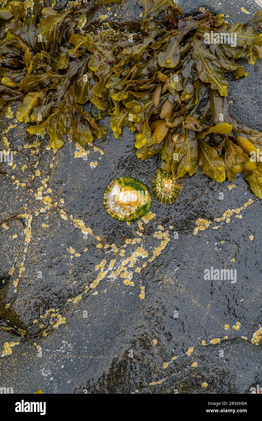 Seaweed and limpets on rocks, The Isle of Lewis, Scotland Stock Photo ...