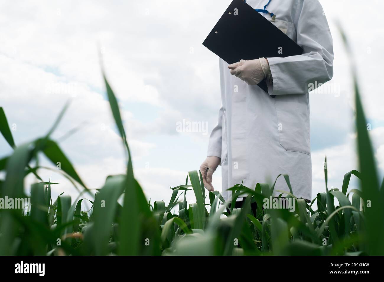 Geneticists, biologists and scientists study the genetic structure of ...