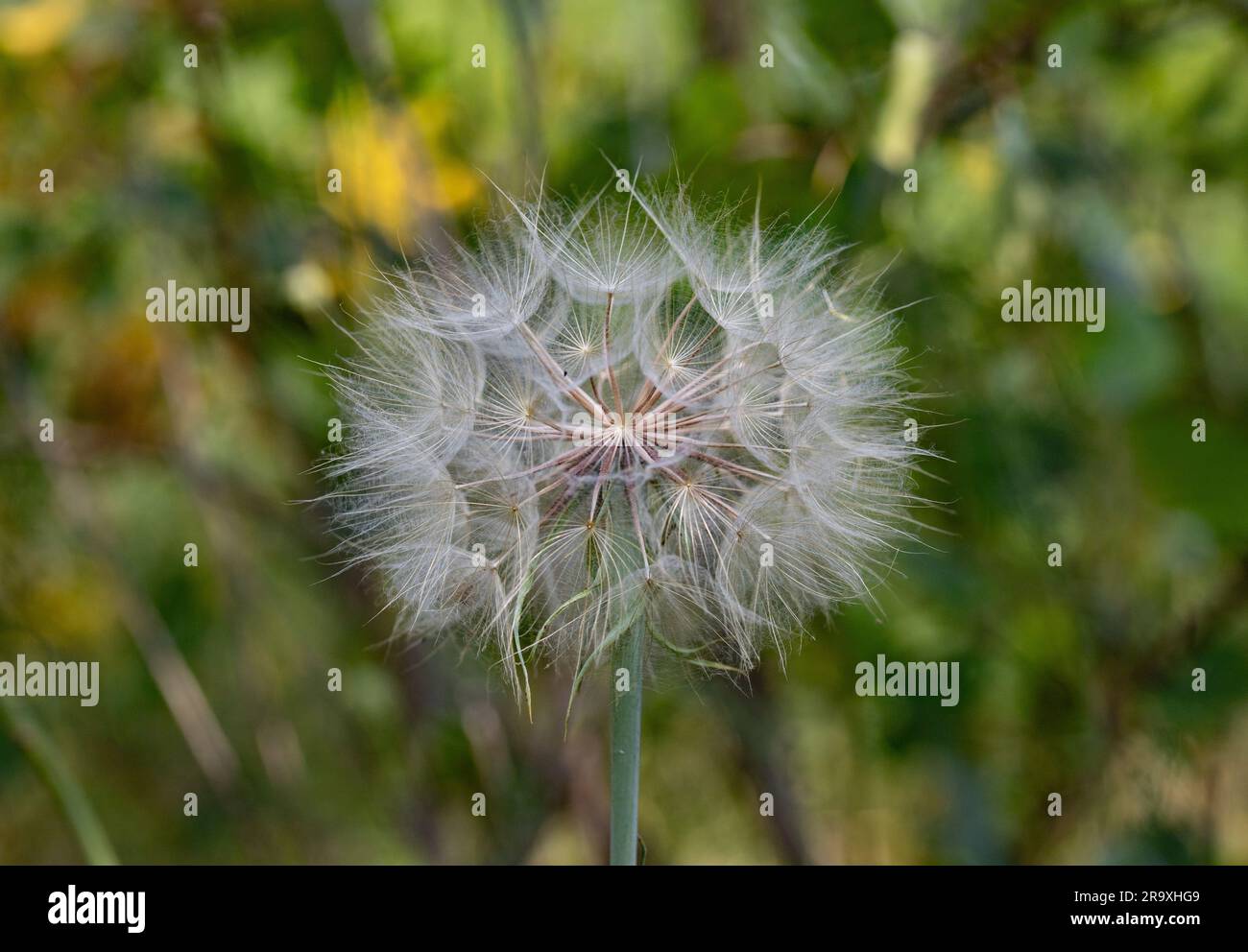 Temperate zone flower hi-res stock photography and images - Alamy