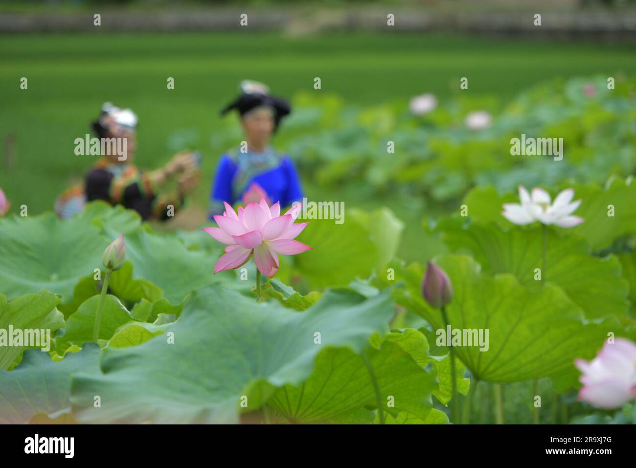 (230629) -- BEIJING, June 29, 2023 (Xinhua) -- Tourists take photos of ...