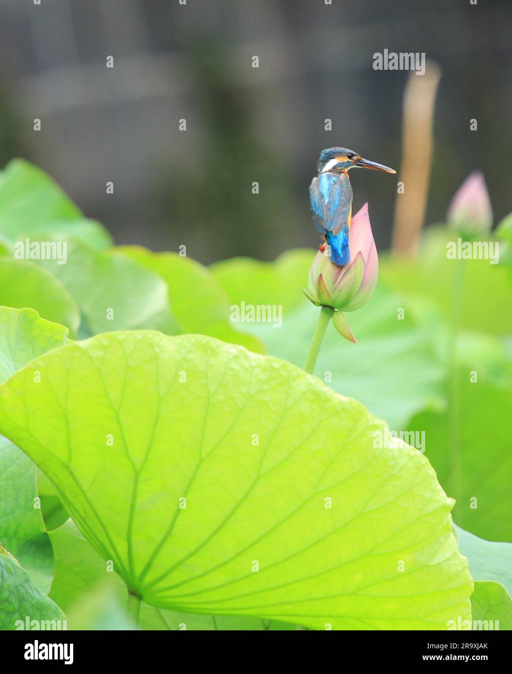 Hehua hi-res stock photography and images - Alamy