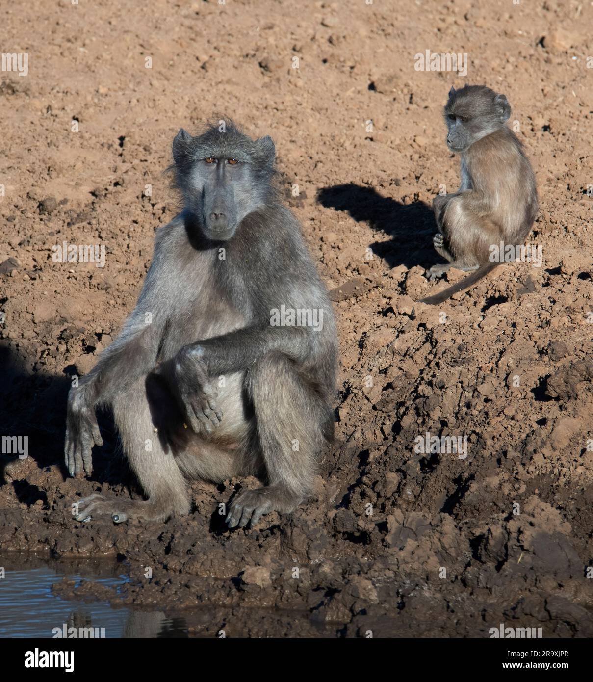 Primate bond hi-res stock photography and images - Alamy