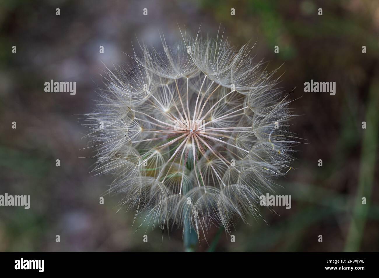 Temperate zone flower hi-res stock photography and images - Alamy