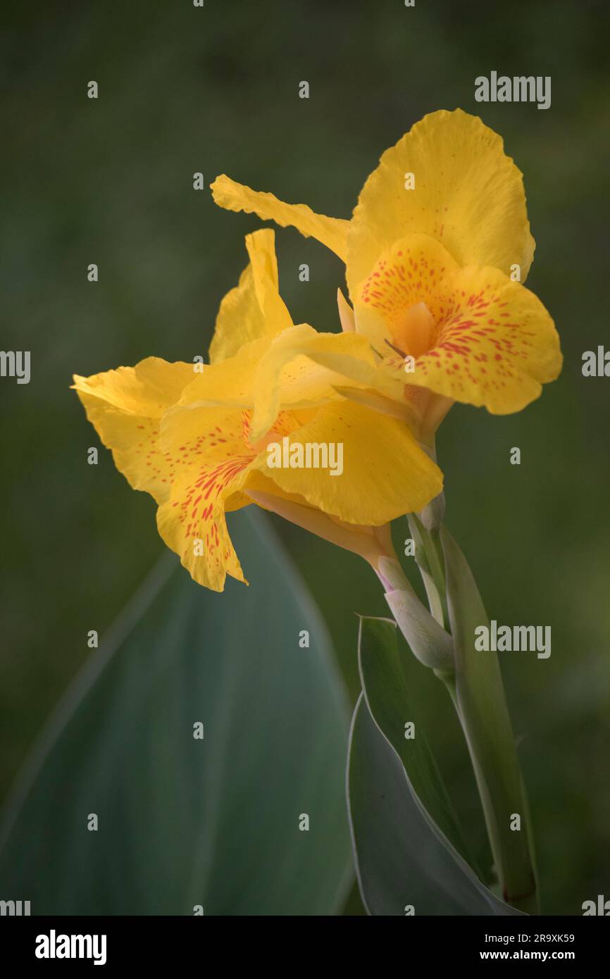 Short large yellow flowers hi-res stock photography and images - Alamy