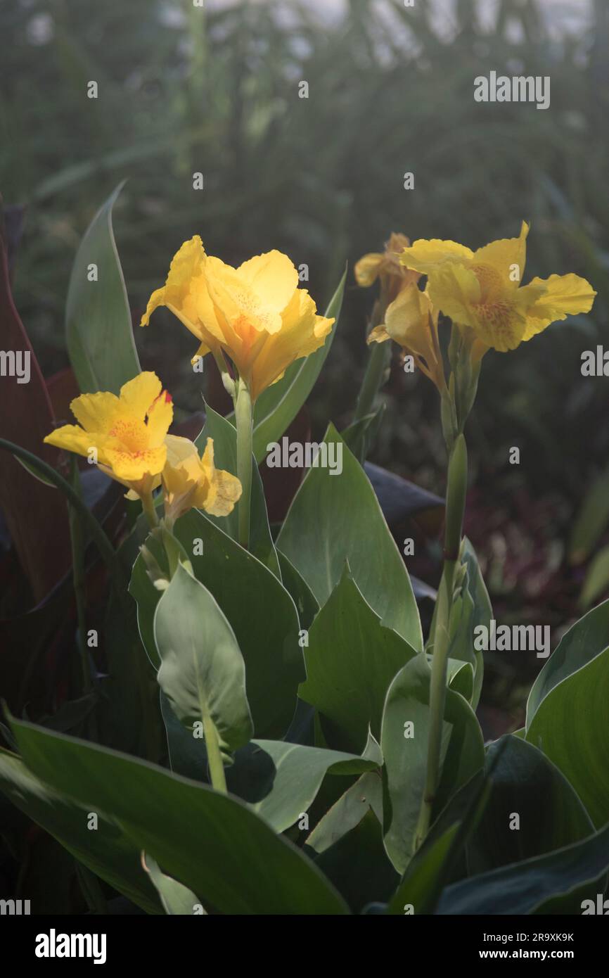 Beautiful yellow canna indica hi-res stock photography and images - Alamy