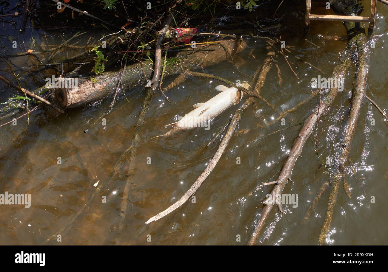 Dead expired hi-res stock photography and images - Alamy