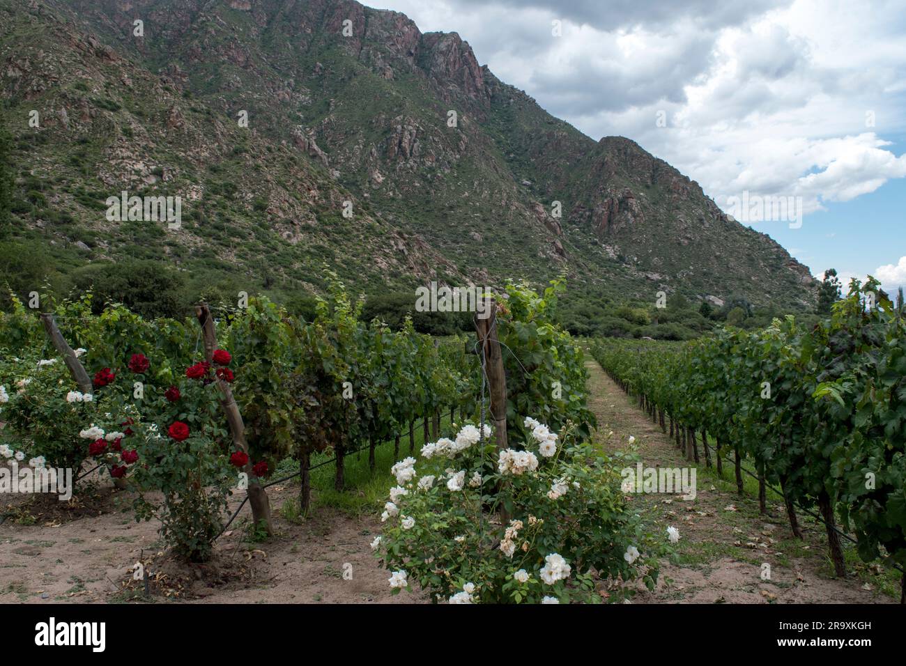 Cafayate vines hi-res stock photography and images - Alamy