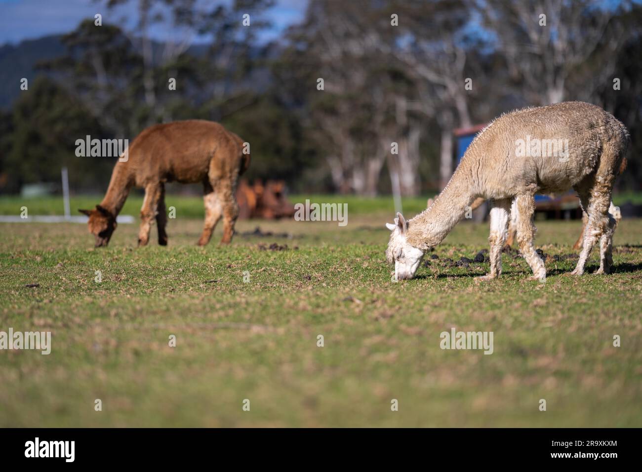 herd of alpaca, alpacas grazing in a field. white llama in a meadow in ...