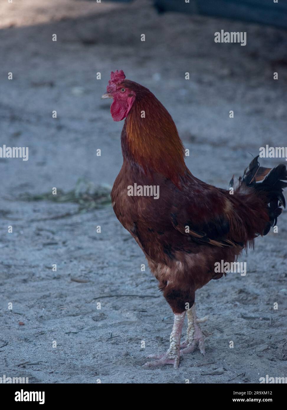 rooster in the corral of the farm Stock Photo - Alamy
