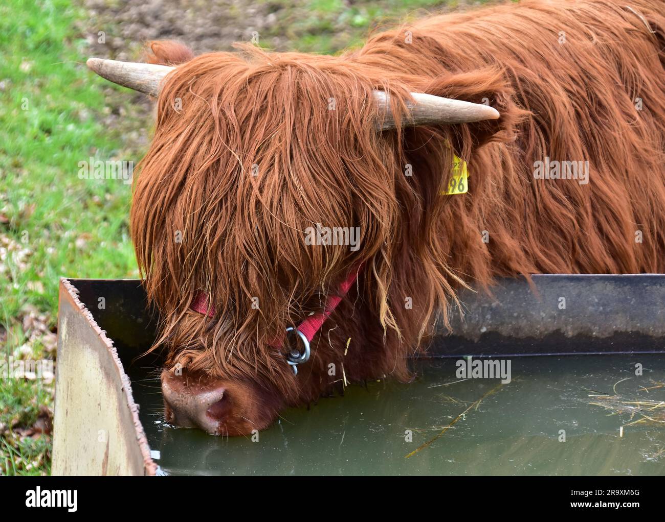 Scottish Highland Cattle Stock Photo - Alamy