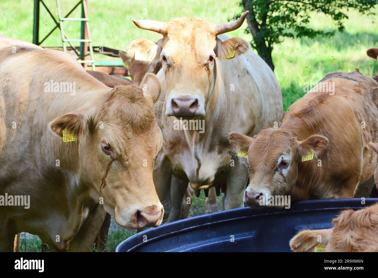 Cattle cows animals Stock Photo - Alamy