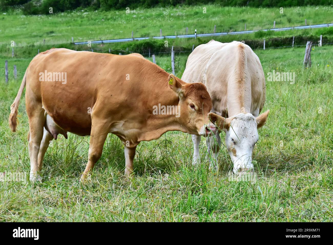 Cattle cows animals Stock Photo - Alamy