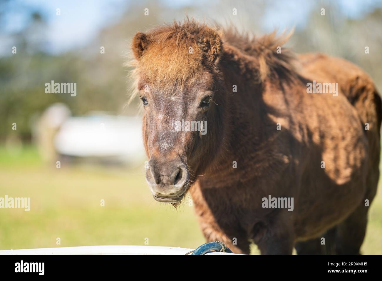 Miniature stallion horse uk hi-res stock photography and images - Alamy