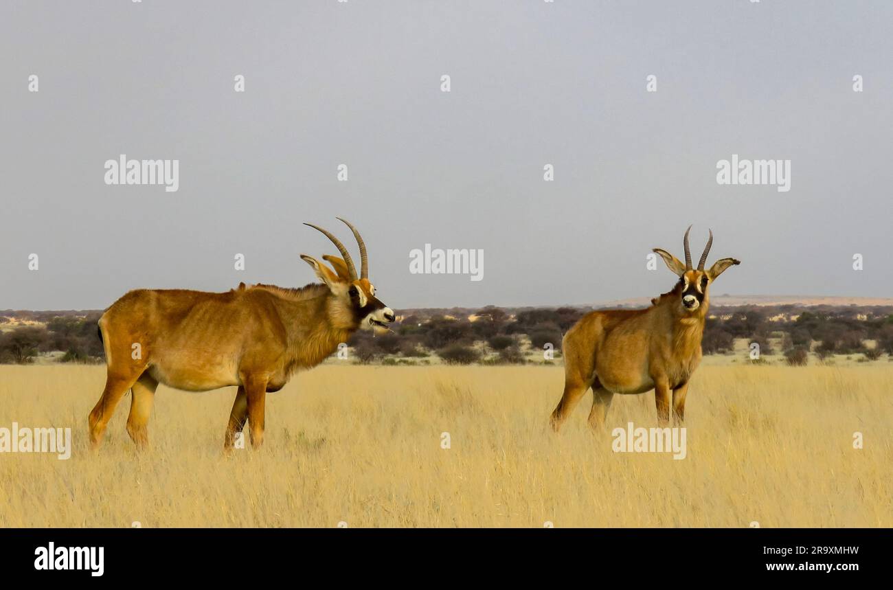Grassland plain hi-res stock photography and images - Alamy
