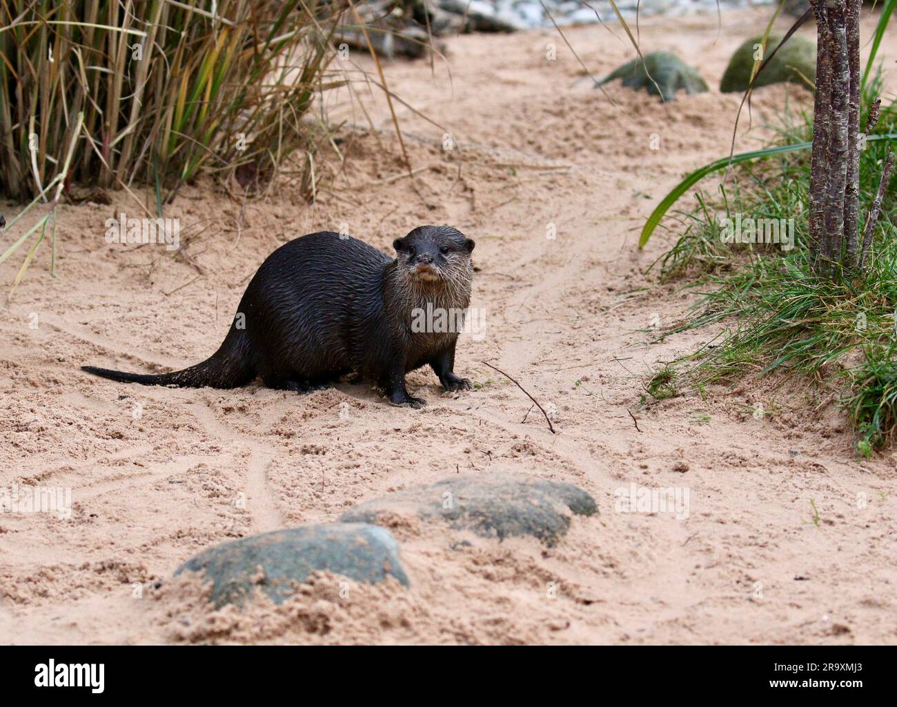 Otter on beach hi-res stock photography and images - Alamy