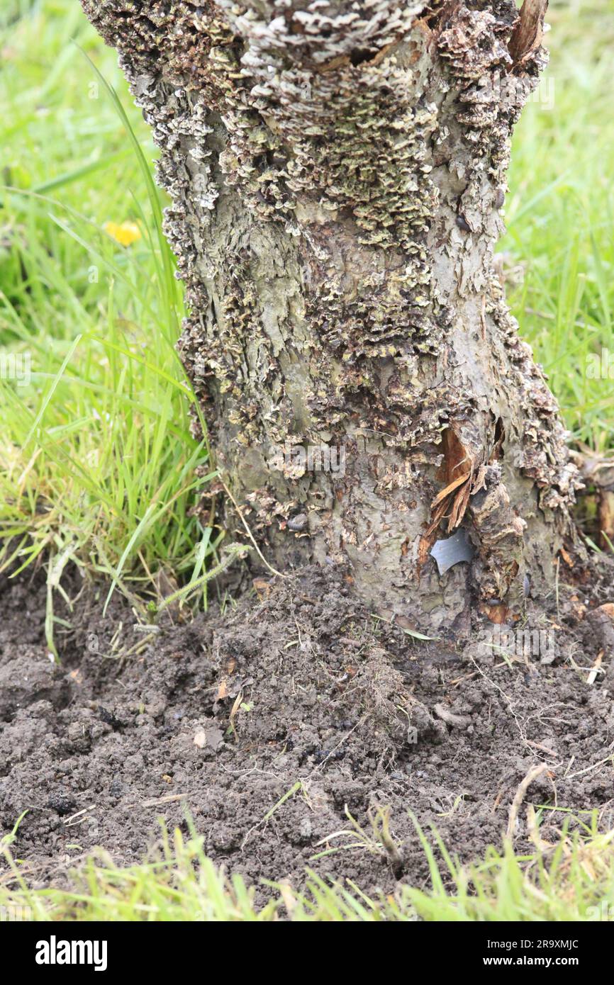 Base of the trunk of a dead apple tree covered in tiny dried up bracket ...