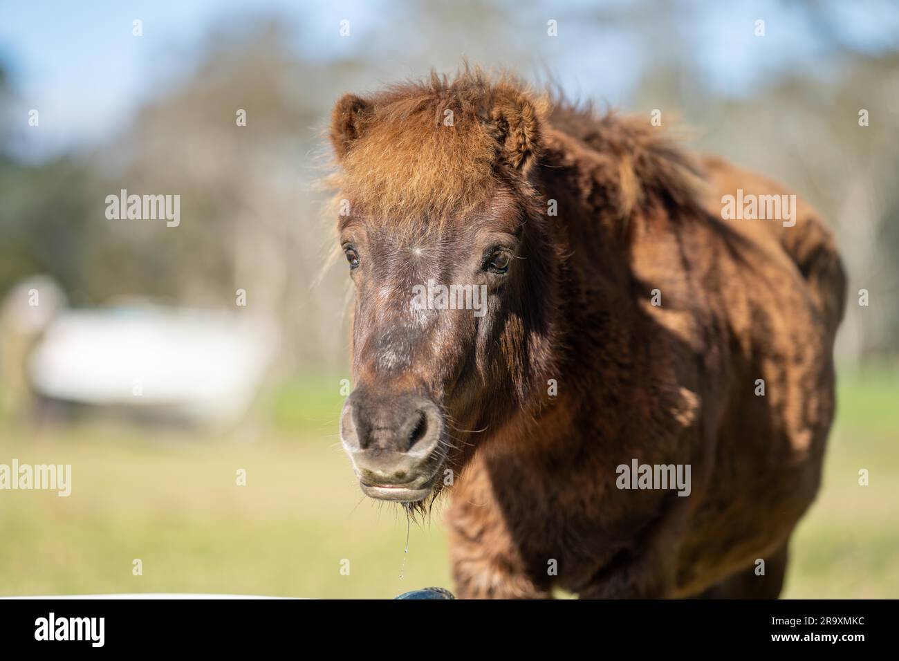 Miniature stallion horse uk hi-res stock photography and images - Alamy
