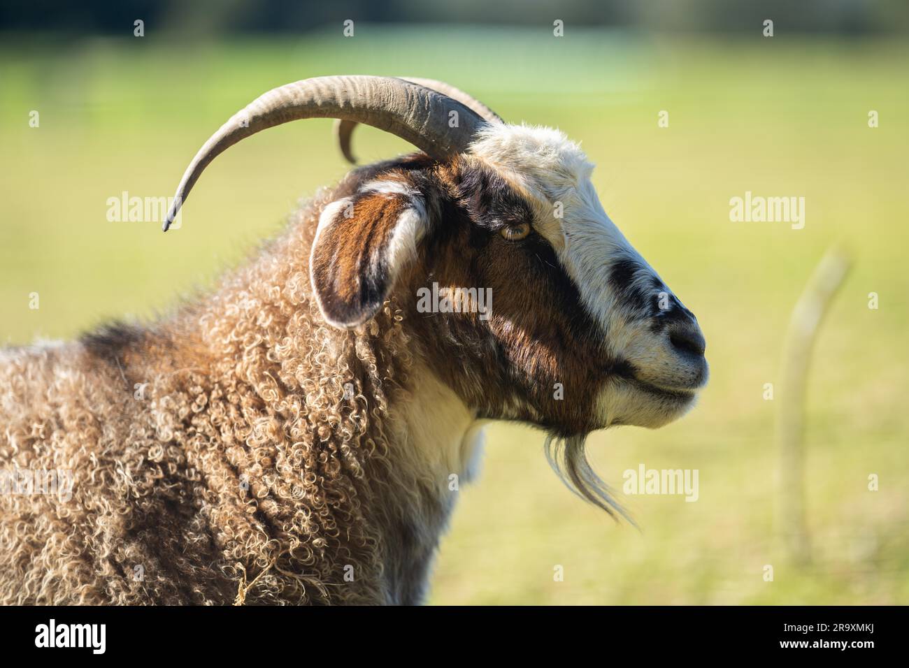 Goat in a field hi-res stock photography and images - Alamy