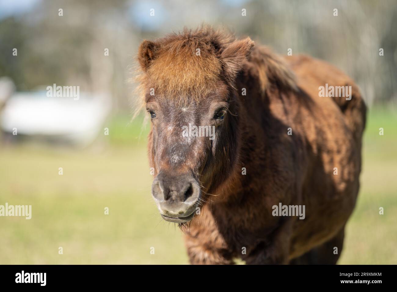 Miniature stallion horse uk hi-res stock photography and images - Alamy