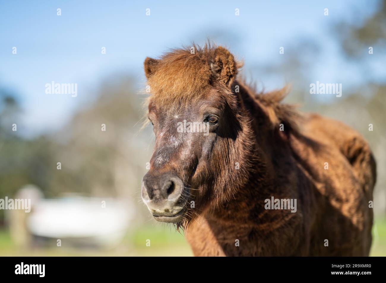 Miniature stallion horse uk hi-res stock photography and images - Alamy