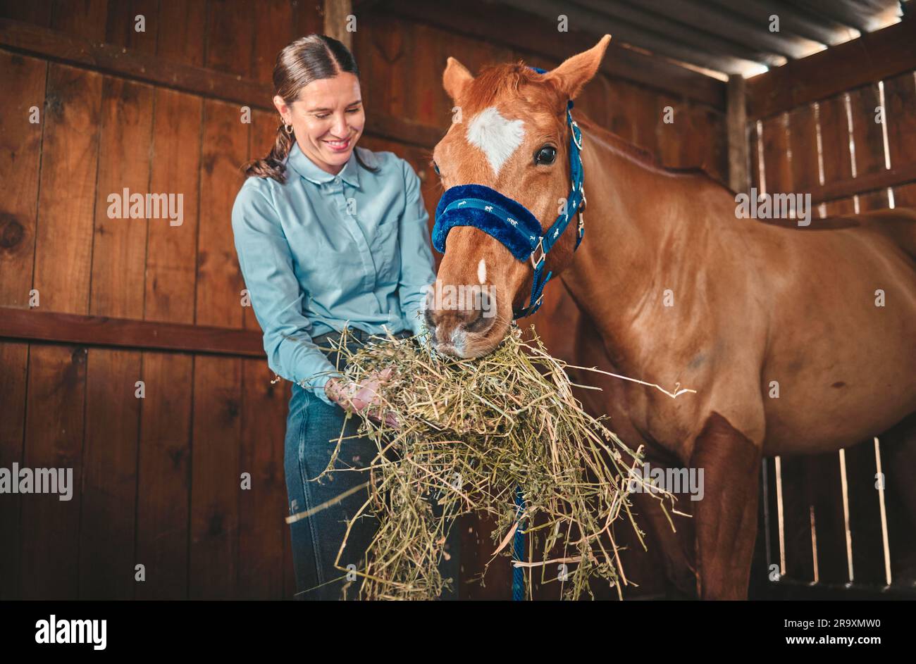 Woman, hay and feeding horse in stable, barn and rancher of farming ...