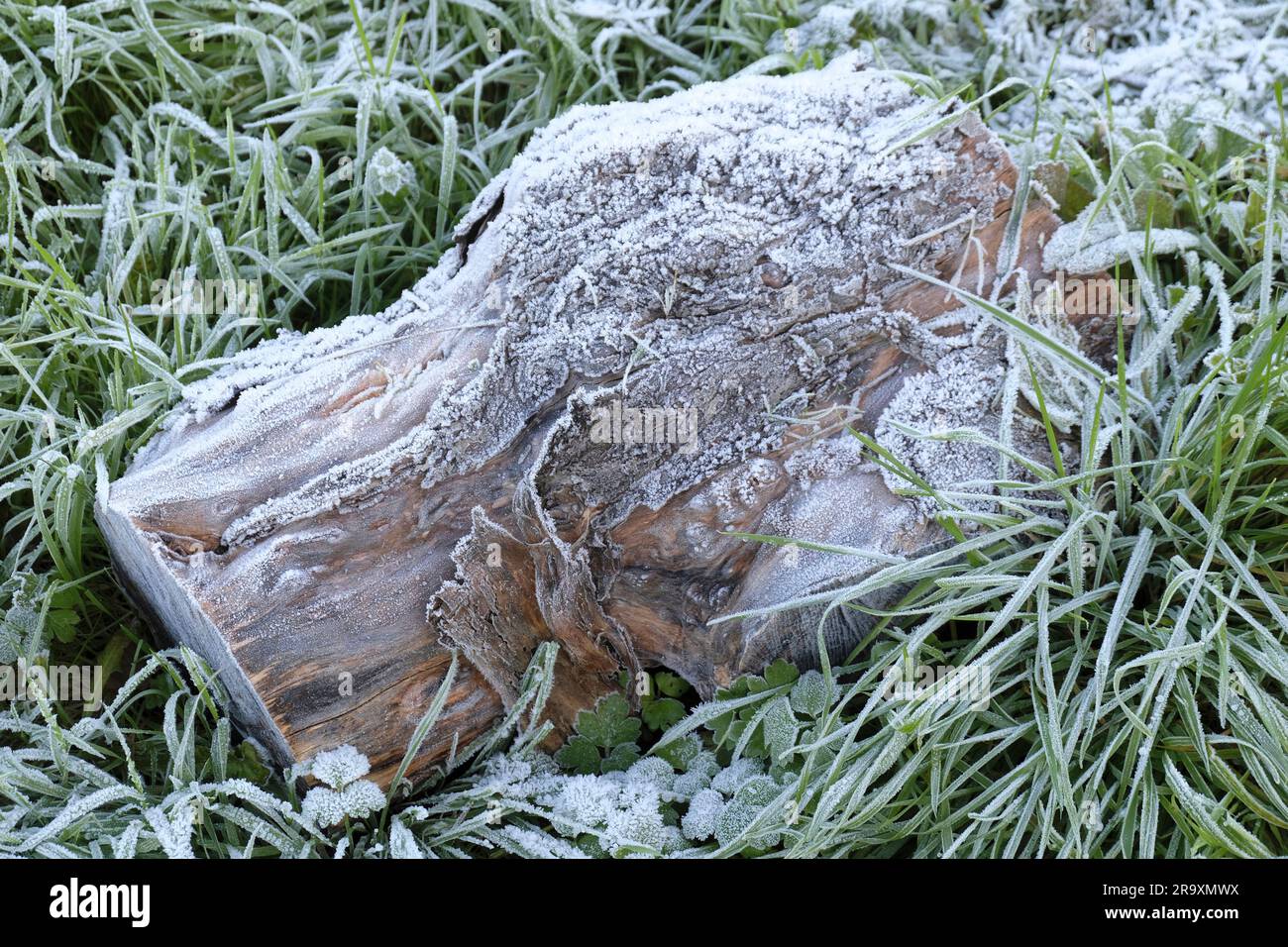 Section of a log on allotment covered in early morning frost Stock ...