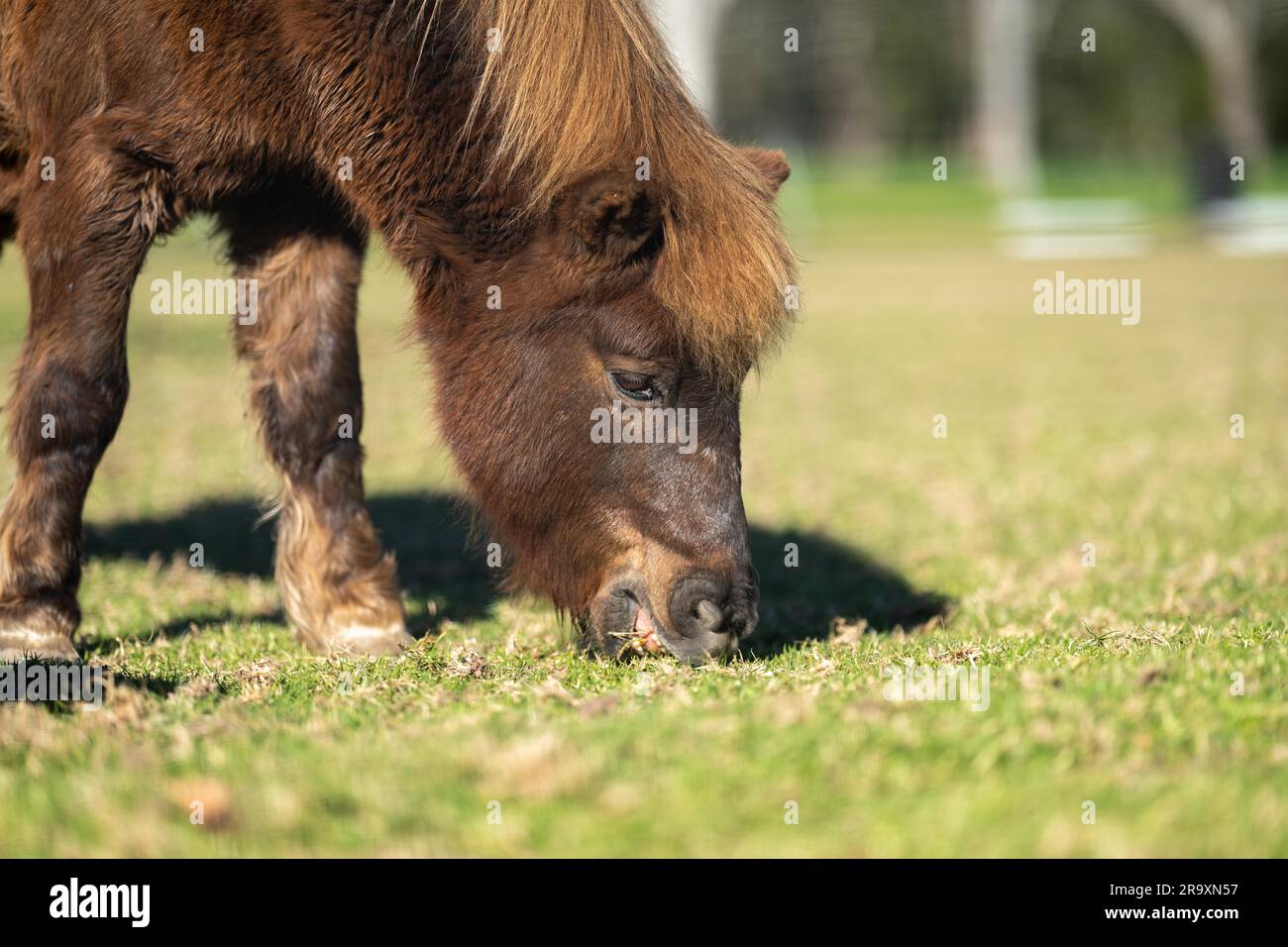 Miniature stallion horse uk hi-res stock photography and images - Alamy