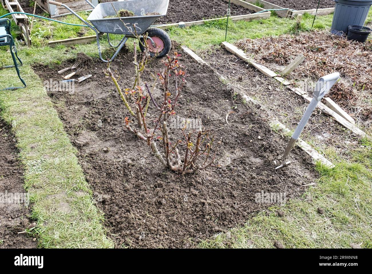 Weeded allotment hi-res stock photography and images - Alamy