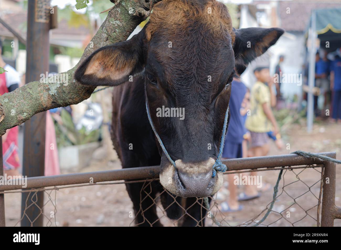 A black cow with ropes is looking at the camera with bokeh or blurred ...