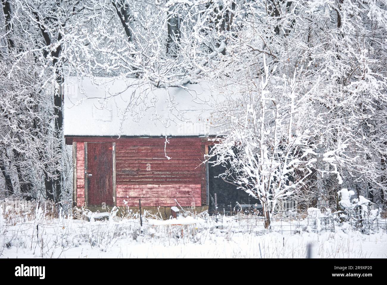 An old red farm building in frost-covered trees with snow on the roof ...