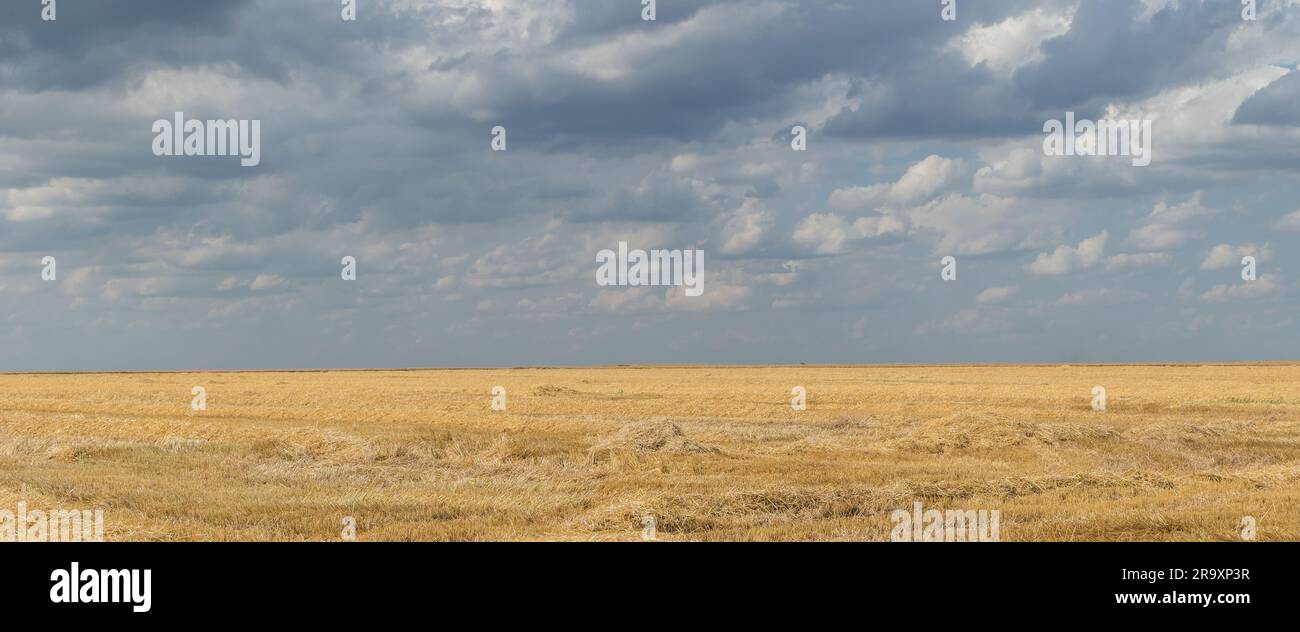 Threshed wheat hi-res stock photography and images - Alamy