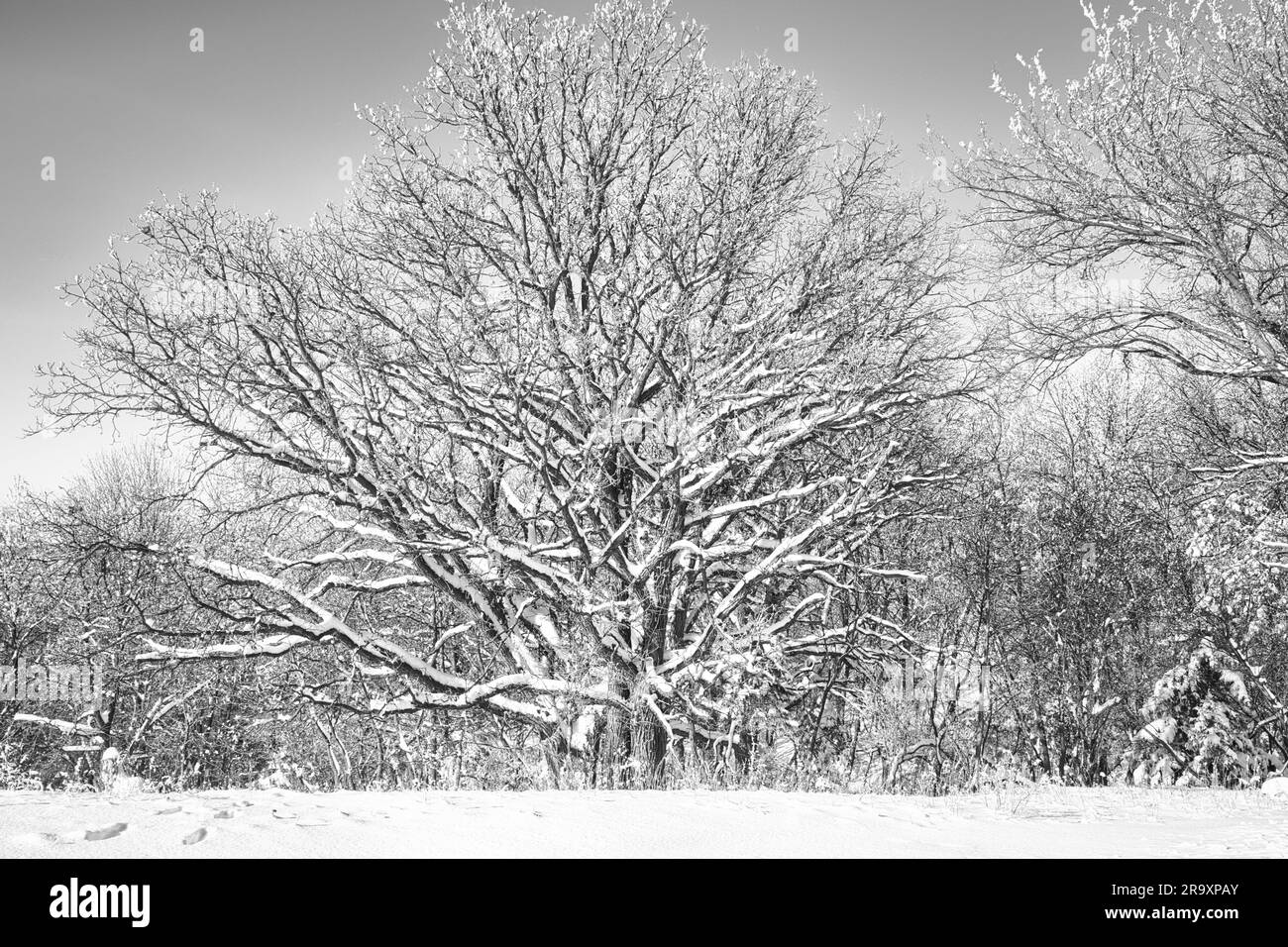 The large oak tree Black and White Stock Photos & Images - Alamy