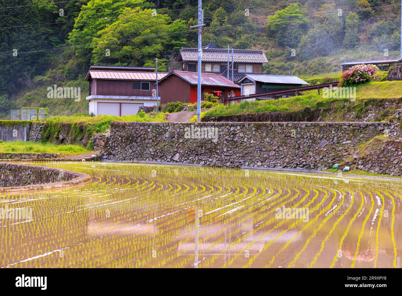 Rows of freshly planted rice by traditional Japanese farm house in ...