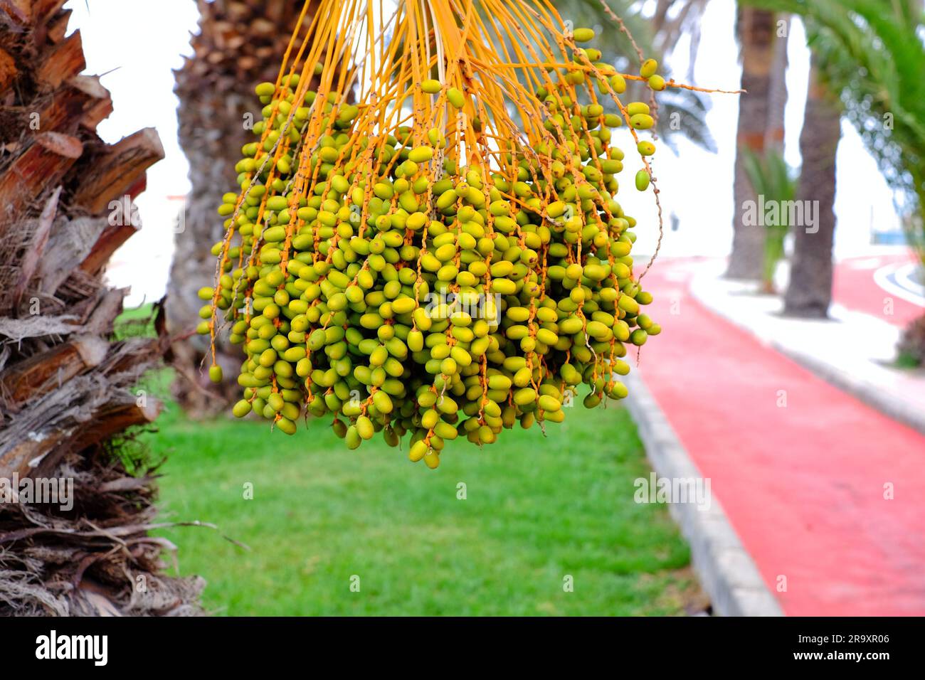 Ripen palm fruits hi-res stock photography and images - Alamy