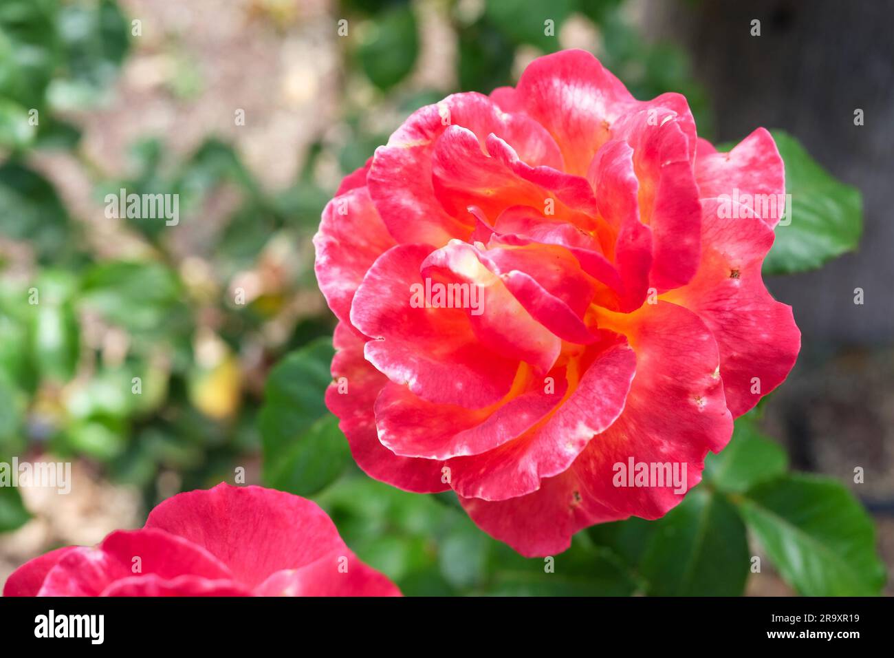 Garden in the summer, saturated living coral rose Stock Photo - Alamy