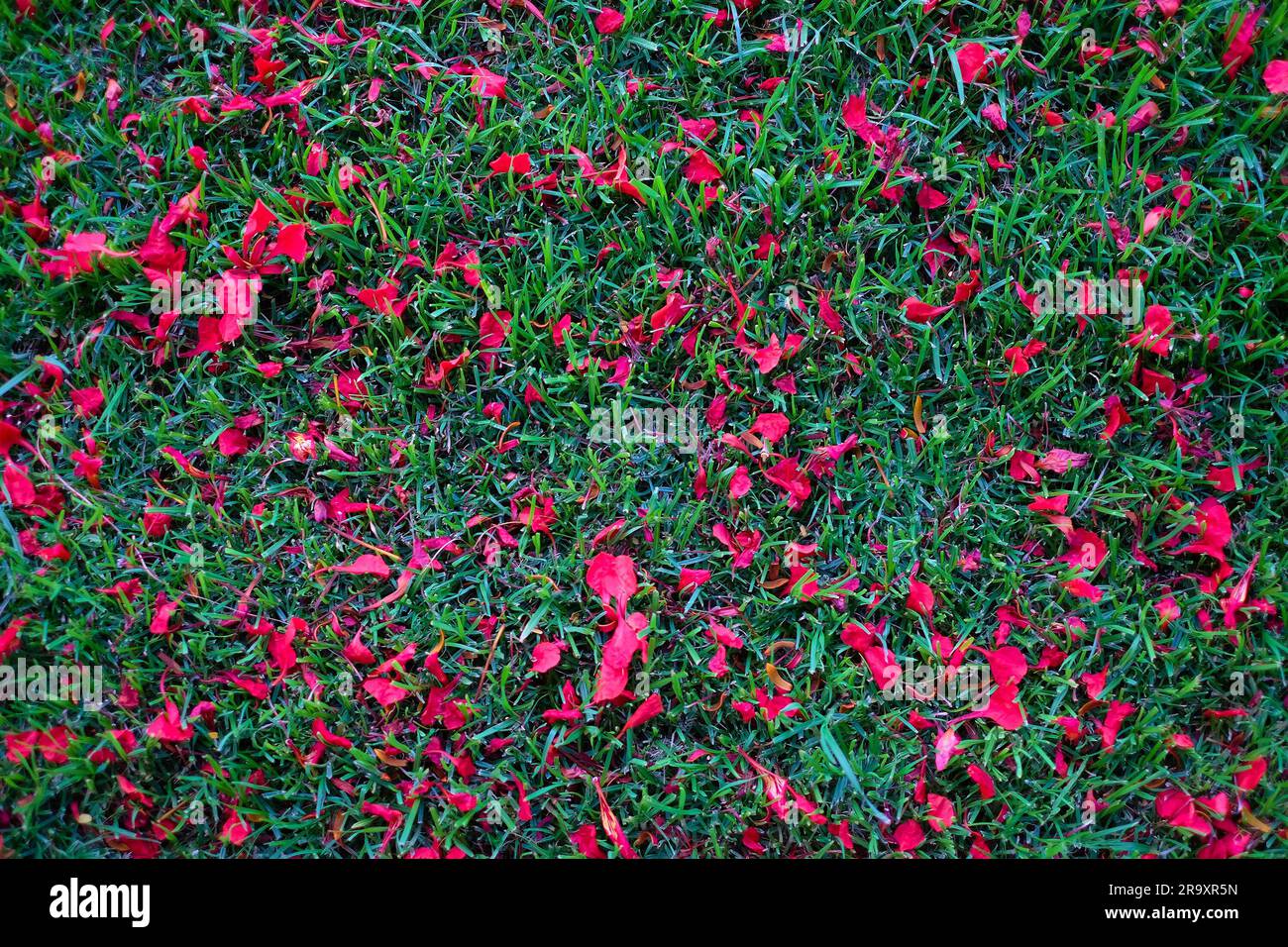 Ground potpourri hi-res stock photography and images - Alamy