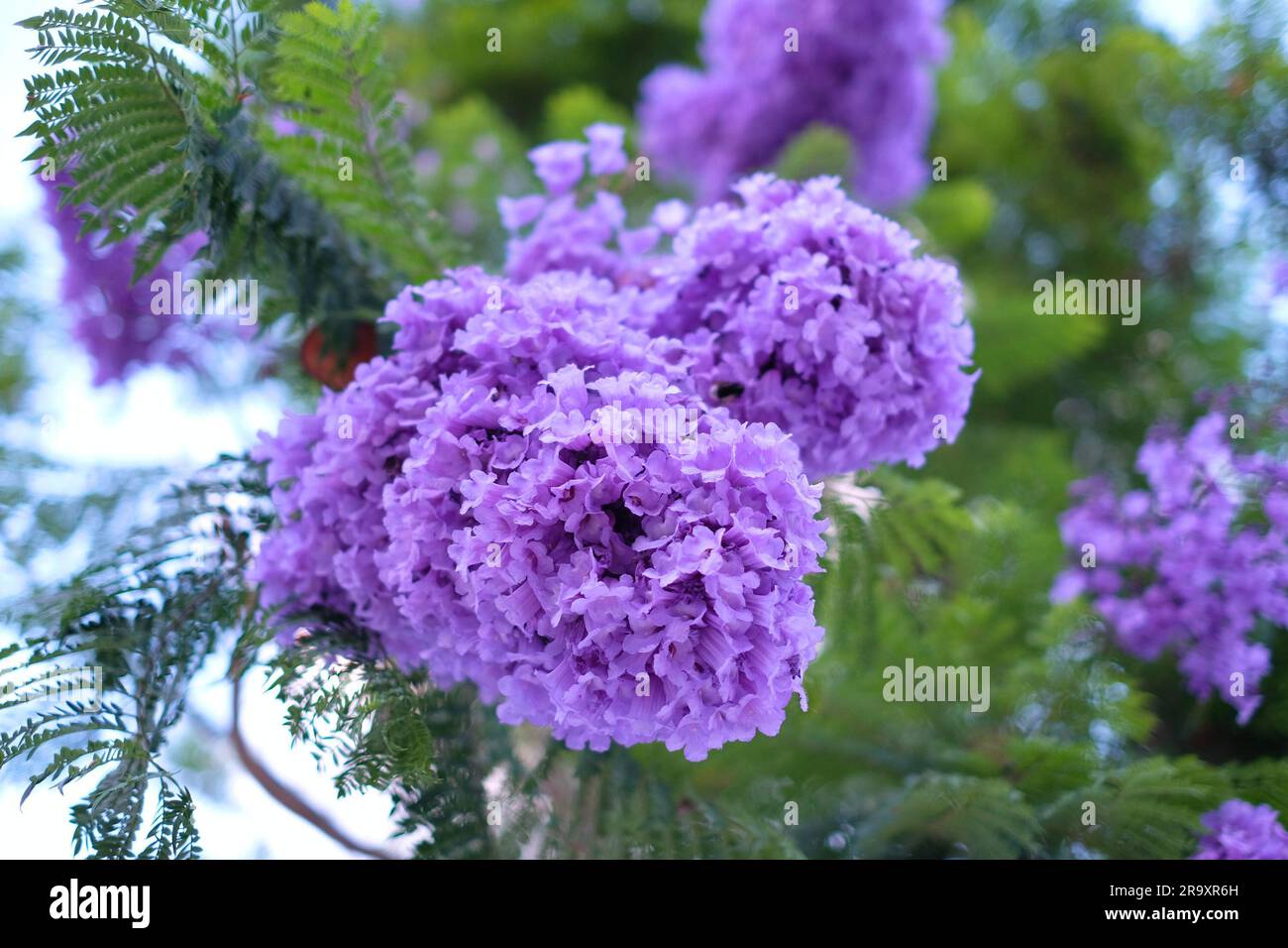 Adorable jacaranda flowers on a jacaranda tree Stock Photo - Alamy