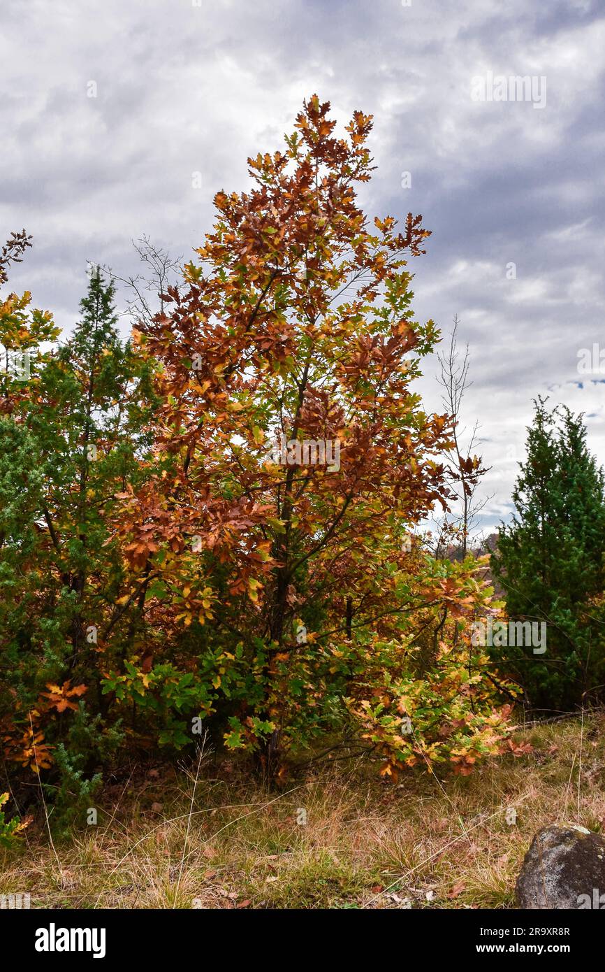 An upright beautiful young oak surrounded by deciduous forest and ...