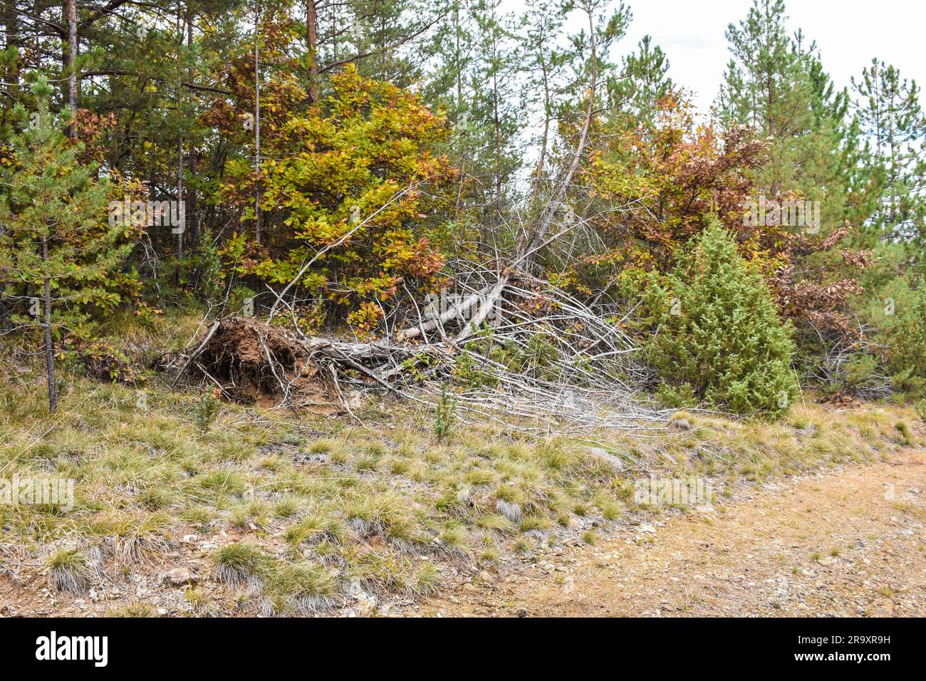 Inspiring decomposition decomposing fallen tree hi-res stock ...