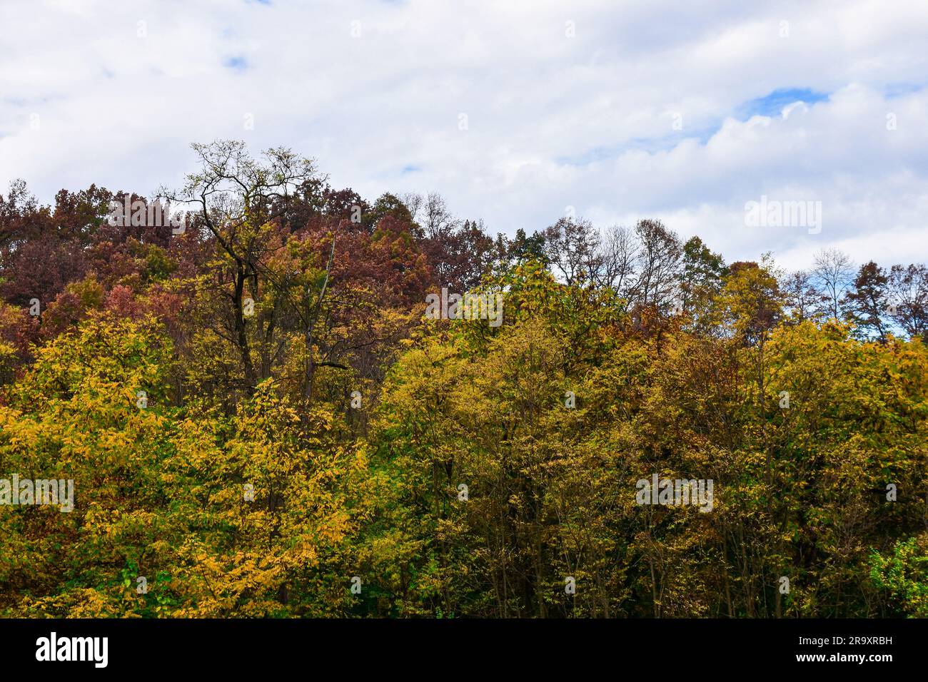 Tall trees of dense forest with autumn colors of leaves Stock Photo - Alamy