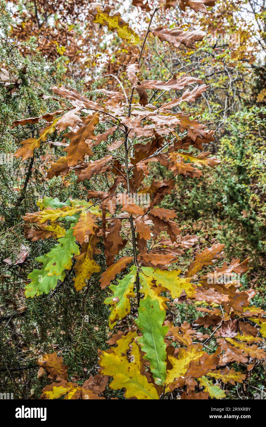 Deciduous forest of young oaks with autumn colors of leaves. Young ...