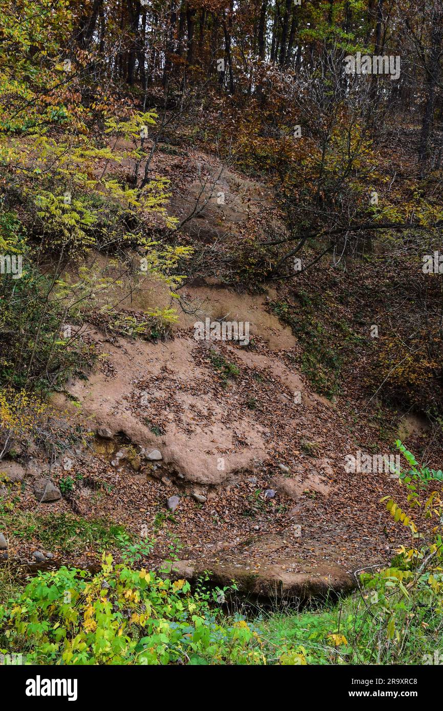 Golden autumn view dense colorful hi-res stock photography and images ...