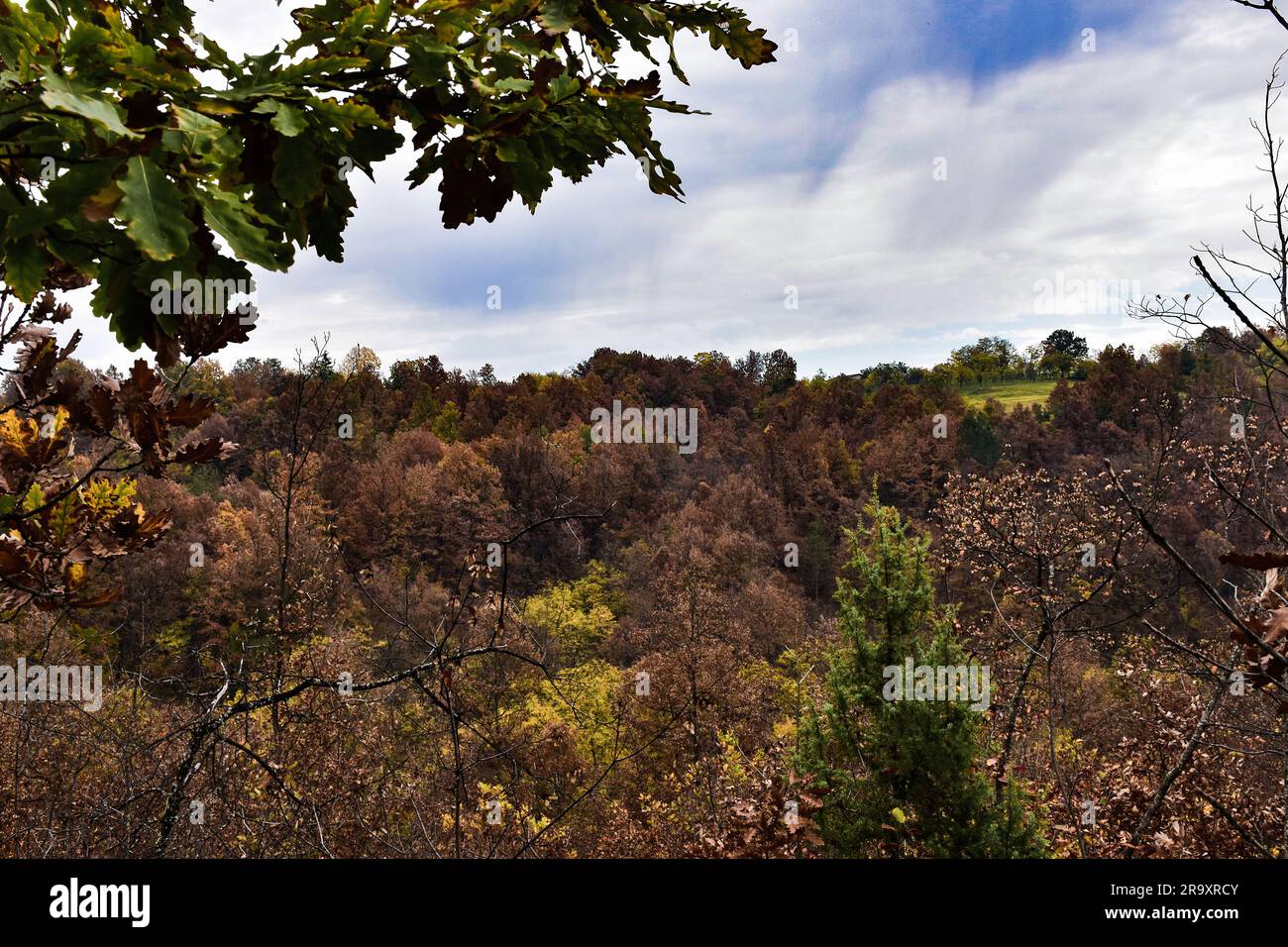 Oak branch with a background of tall trees of dense forest with autumn ...