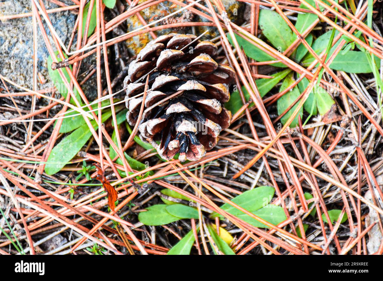 One cone on the ground made of withered conifer needles Stock Photo - Alamy
