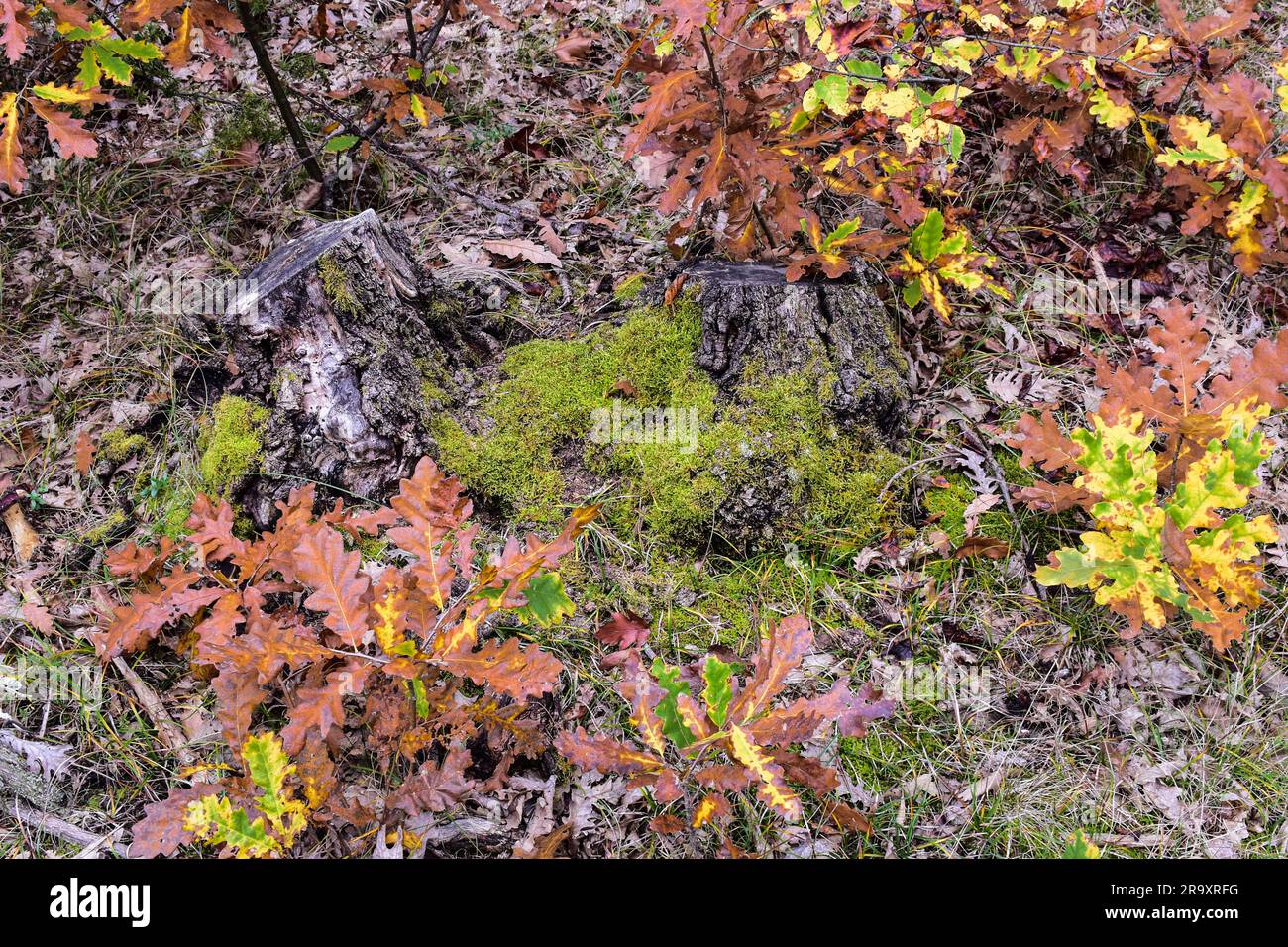 Inspiring decomposition decomposing fallen tree hi-res stock ...